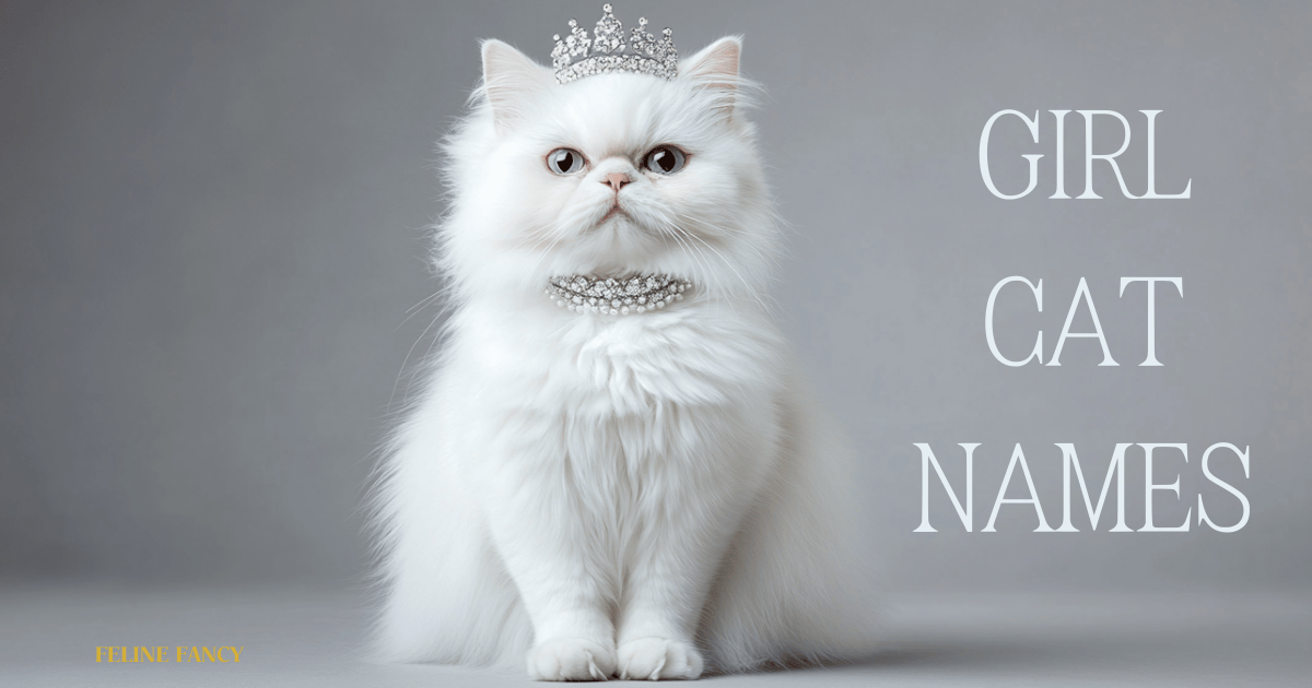 Girl Cat Names | Unique and Creative Ideas for Cats – Feline Fancy