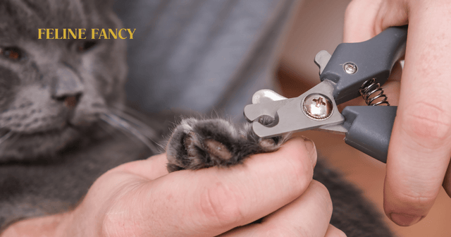 How to Trim Cat Claws | Avoiding Common Mistakes – Feline Fancy