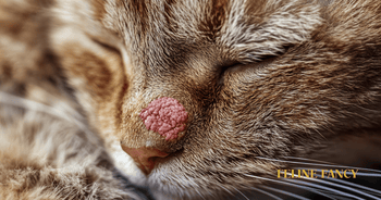 Lumps on Cats | When to Worry and Seek Veterinary Care – Feline Fancy