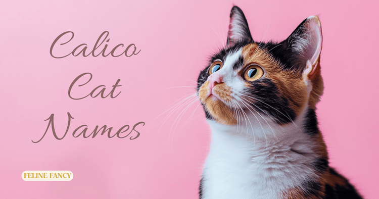 200 Calico Cat Names | Unique & Cute Ideas for Your Kitty – Feline Fancy