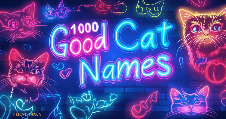 1000 Good Cat Names | Unique, Cute & Creative Name Ideas – Feline Fancy