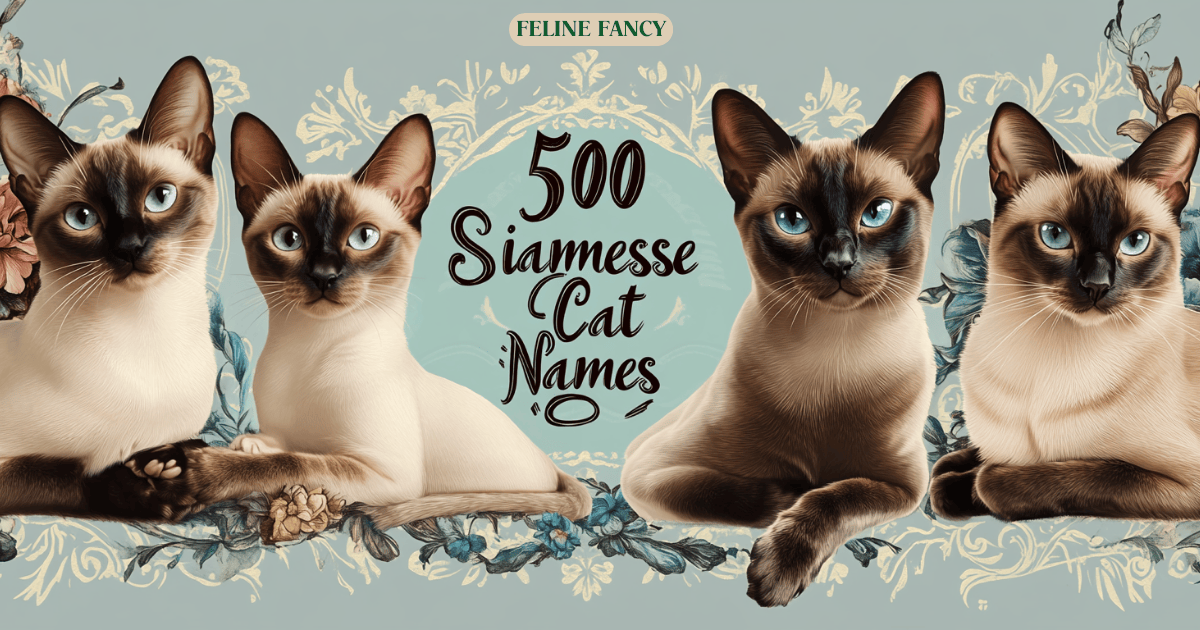 500 Siamese Cat Names | Elegant, Fun & Unique Name Ideas – Feline Fancy