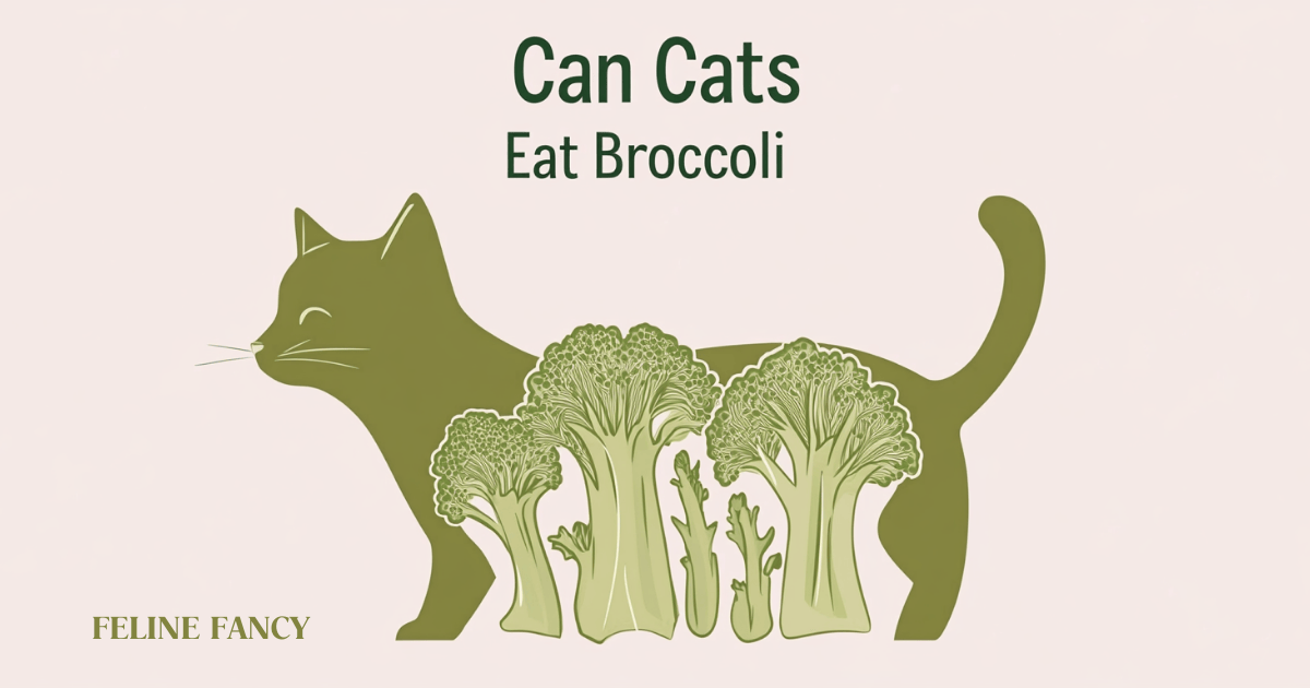 Can Cats Eat Broccoli | Safe Feeding Tips for Feline Health – Feline Fancy