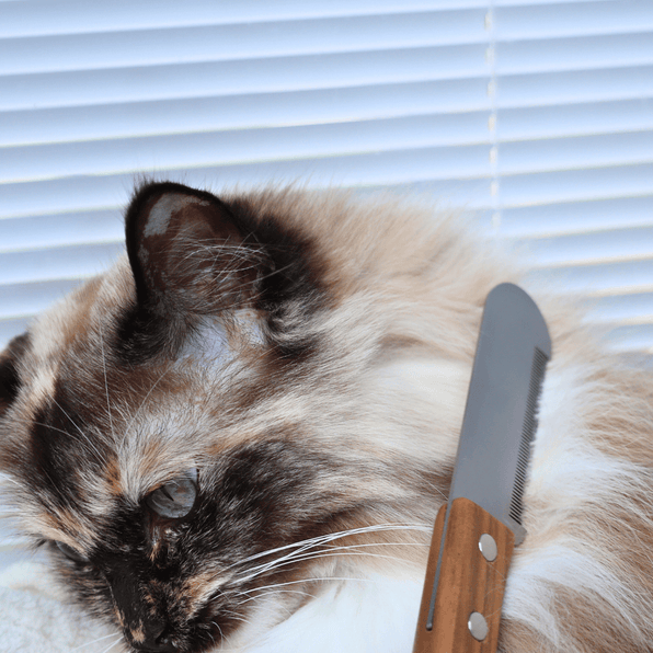Feline Fancy Ltd | The Perfect Place for Cat Enthusiasts