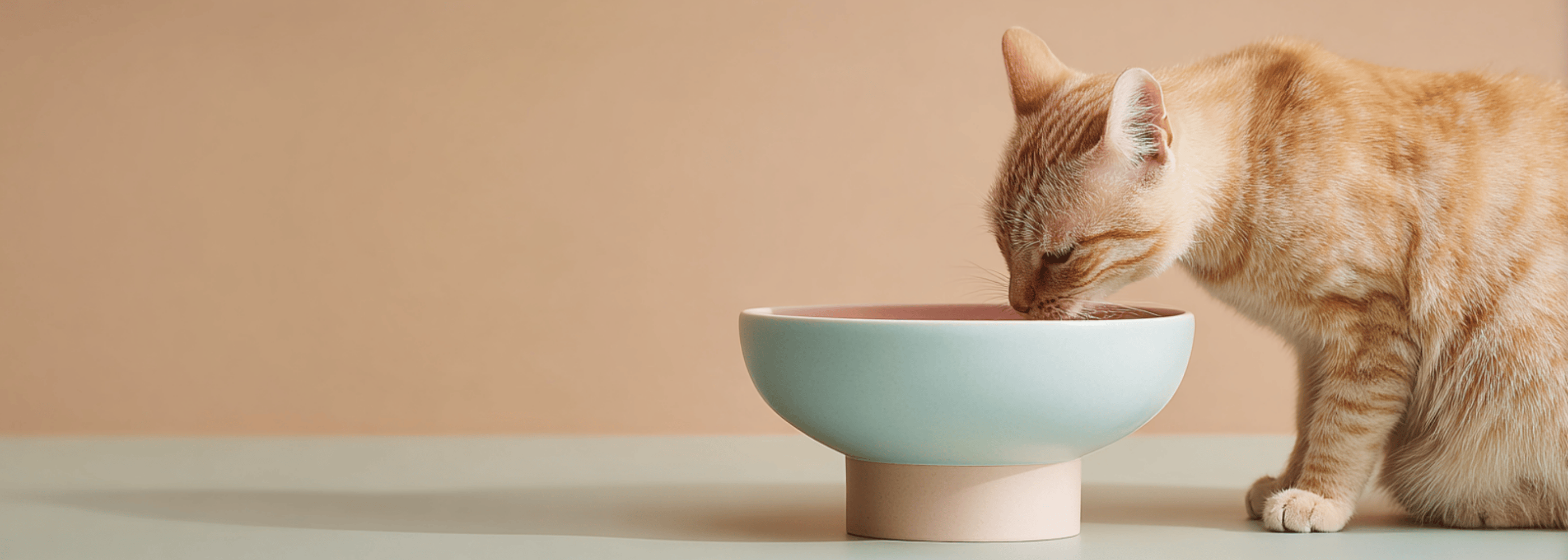 Feline Fancy Ltd | The Perfect Place for Cat Enthusiasts
